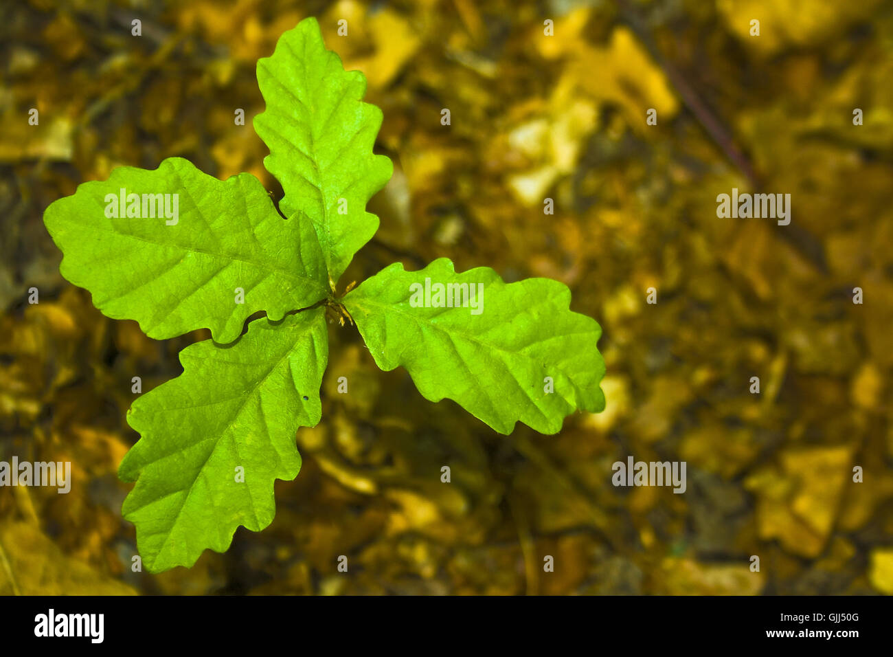 Oak coppice forest hi-res stock photography and images - Alamy