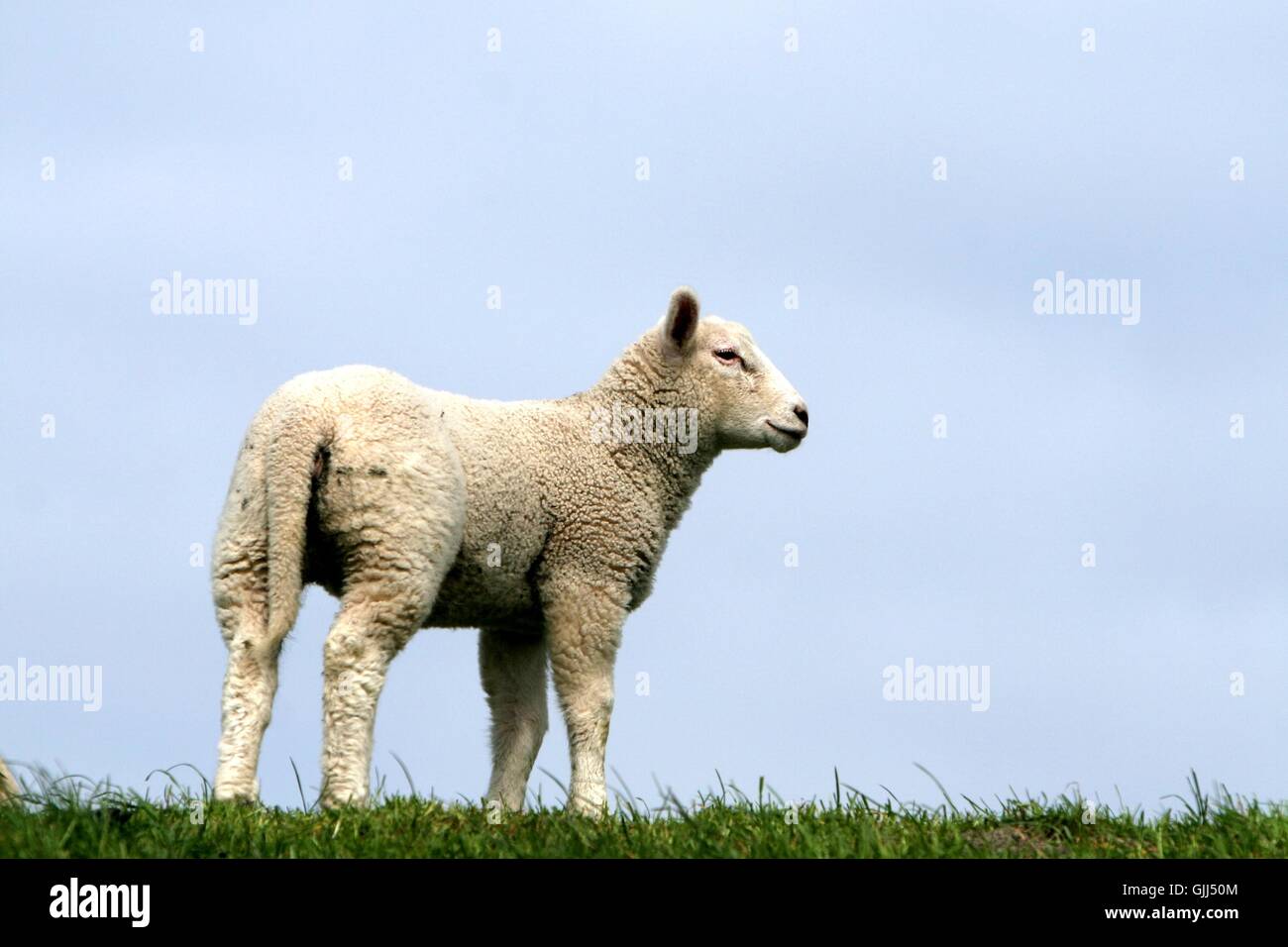 Lamb drinking water hi-res stock photography and images - Alamy