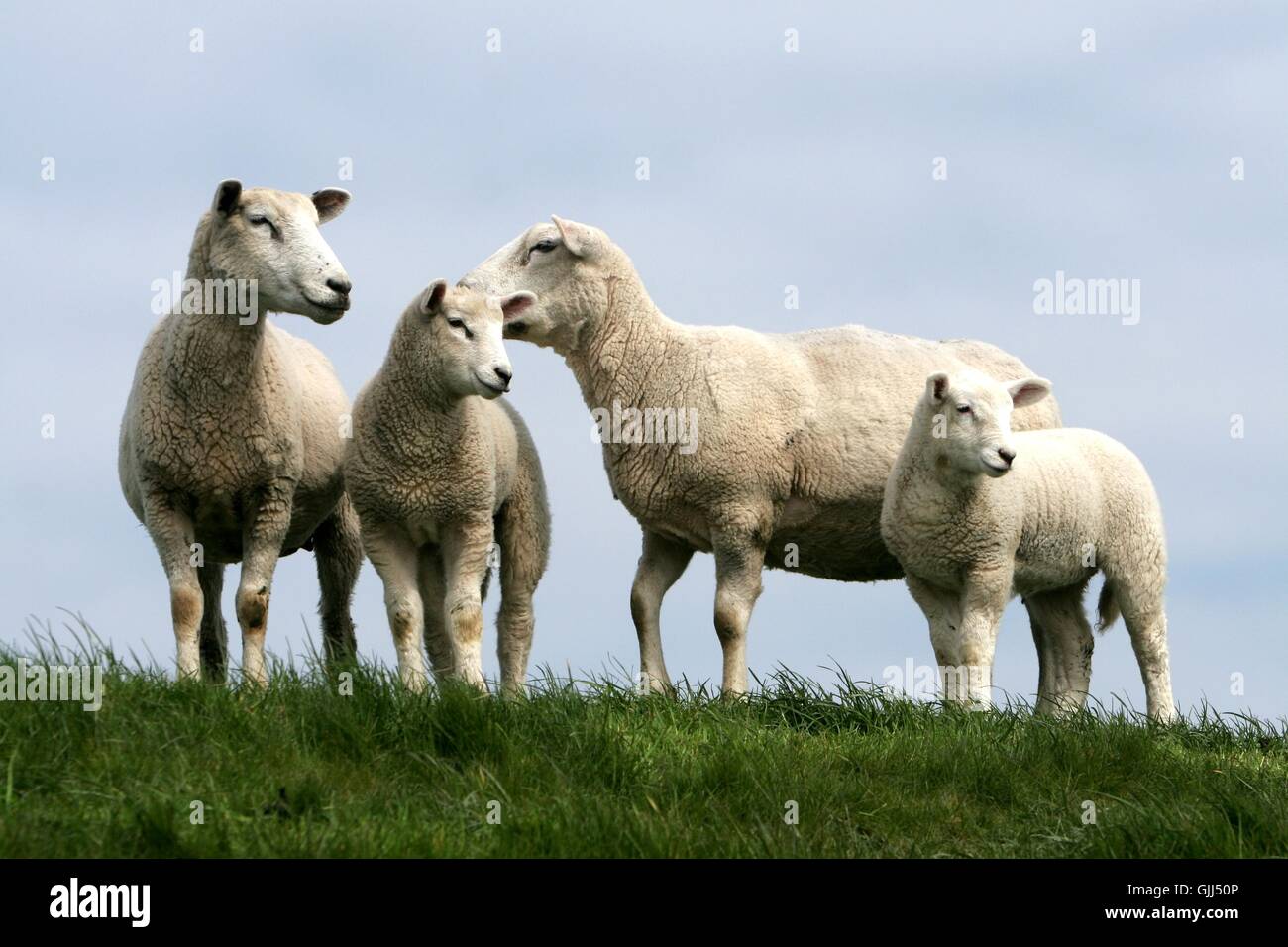 Lamb drinking water hi-res stock photography and images - Alamy
