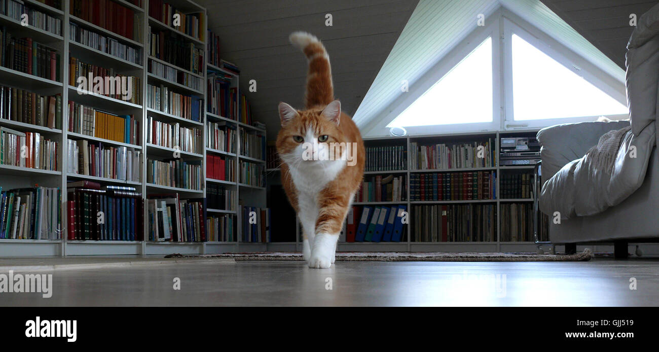 snug books pussycat Stock Photo - Alamy