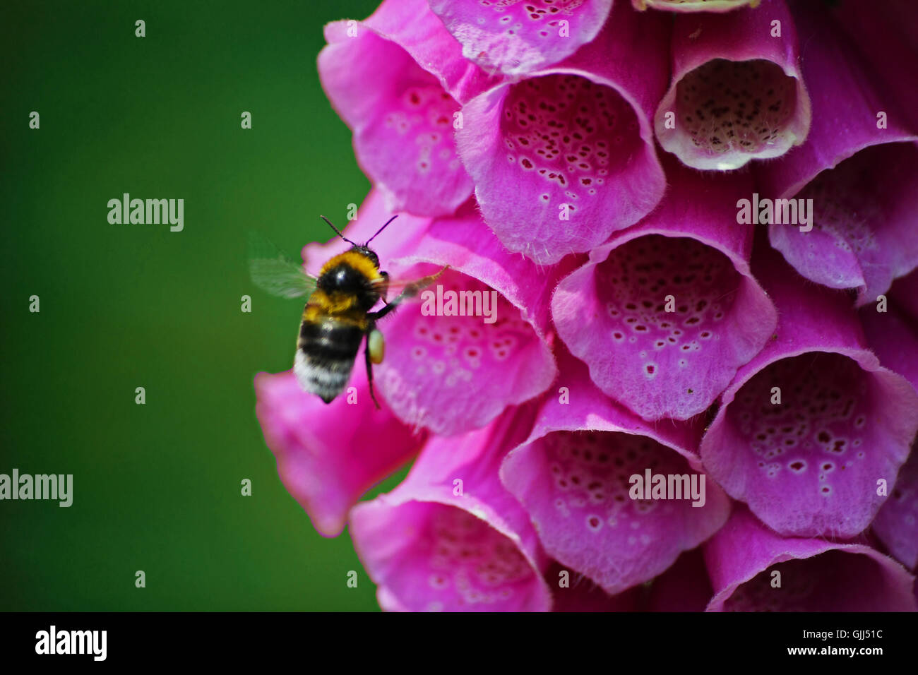 Bumblebee float hi-res stock photography and images - Alamy