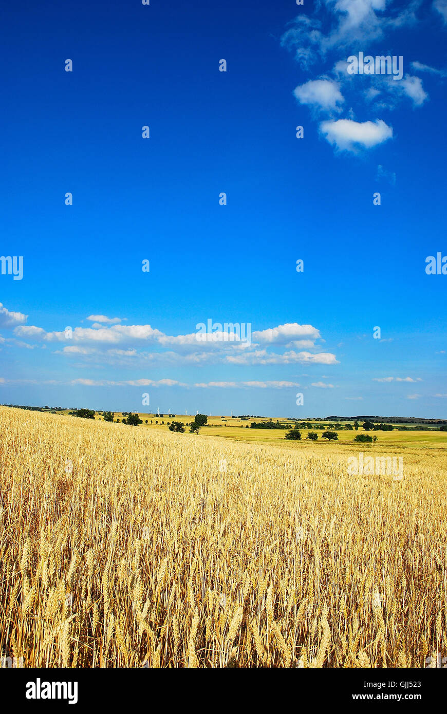 field acre rye Stock Photo - Alamy