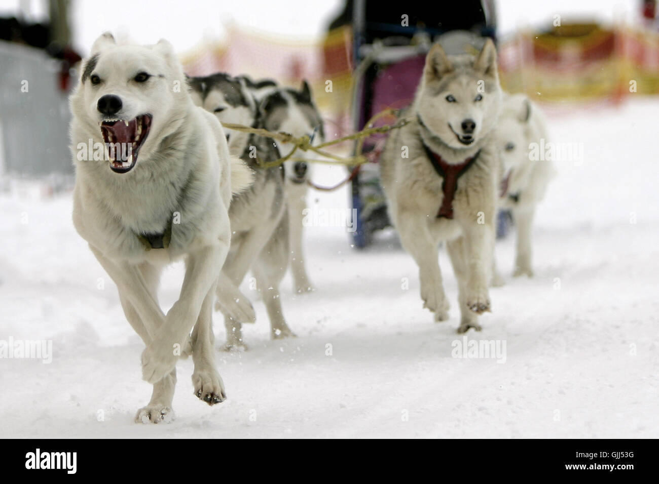 Dragging dog hi-res stock photography and images - Alamy