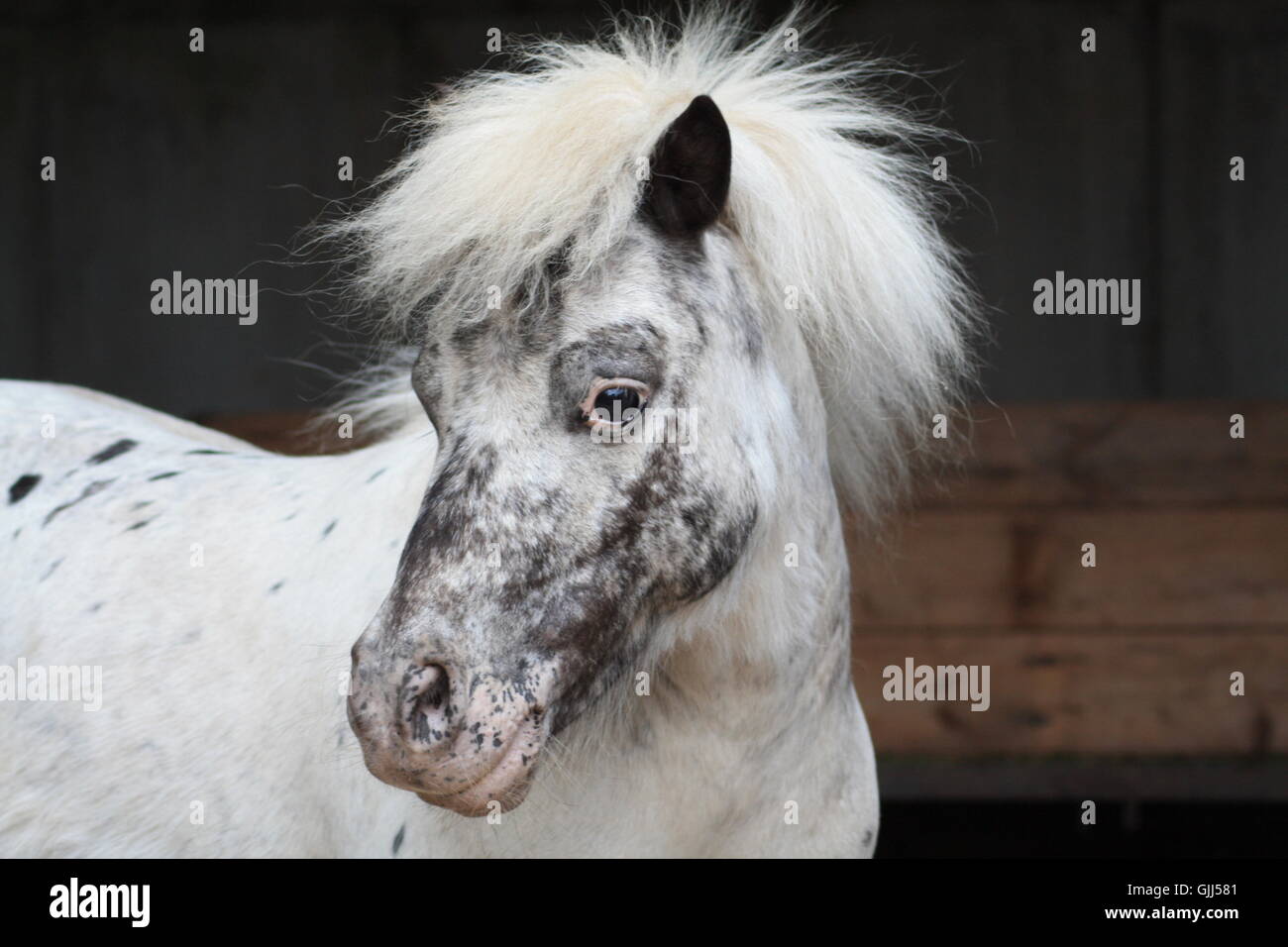 Pony horse hi-res stock photography and images - Alamy