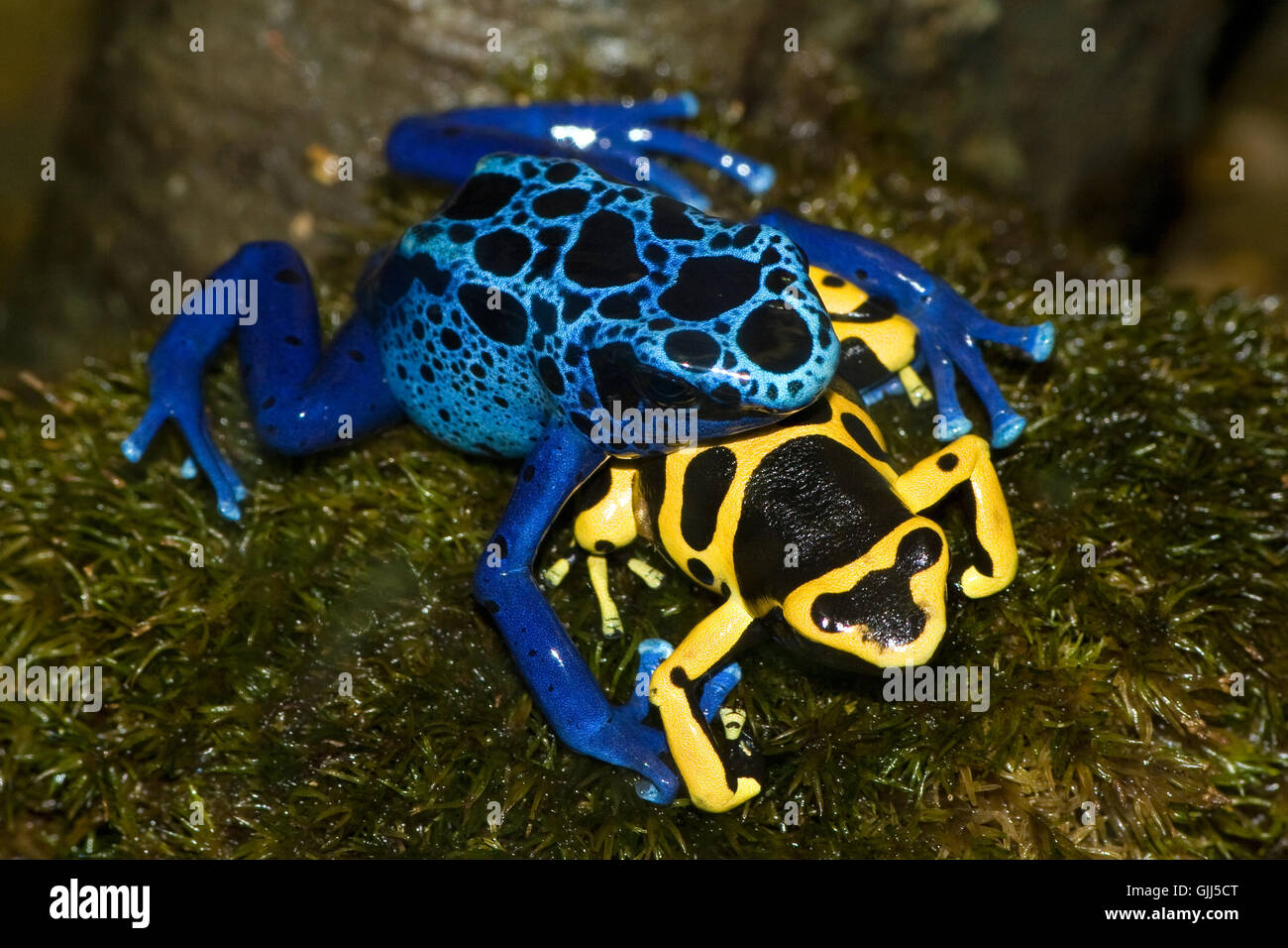Frog exotic amphibian hi-res stock photography and images - Alamy