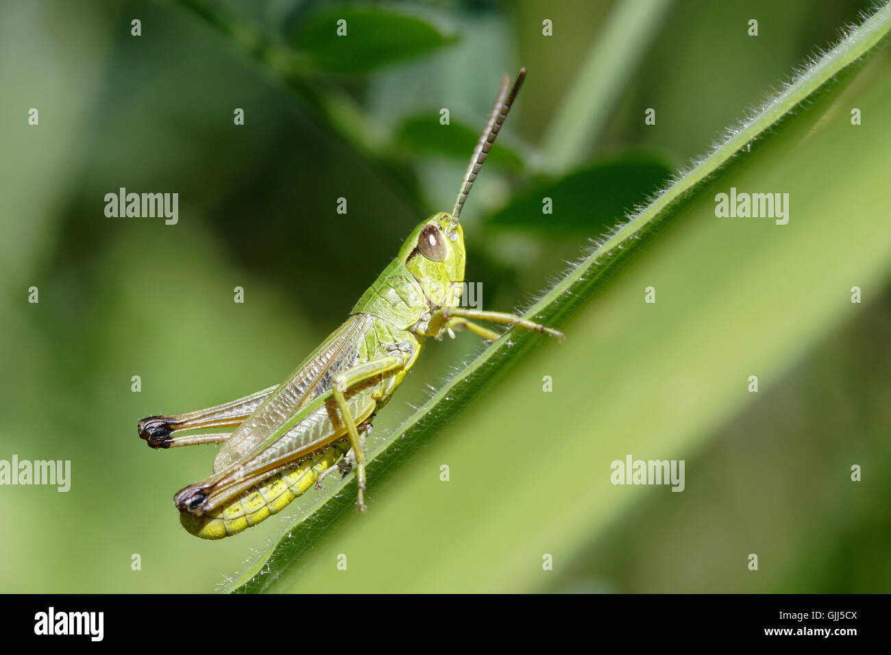 Cricket Legs Insect High Resolution Stock Photography and Images - Alamy
