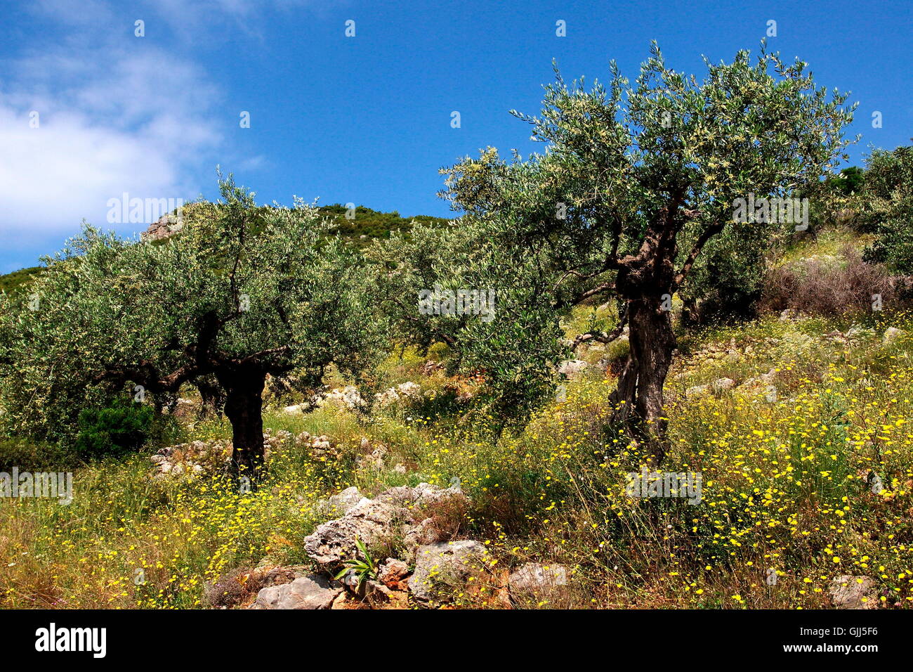 Greece fruit hi-res stock photography and images - Alamy
