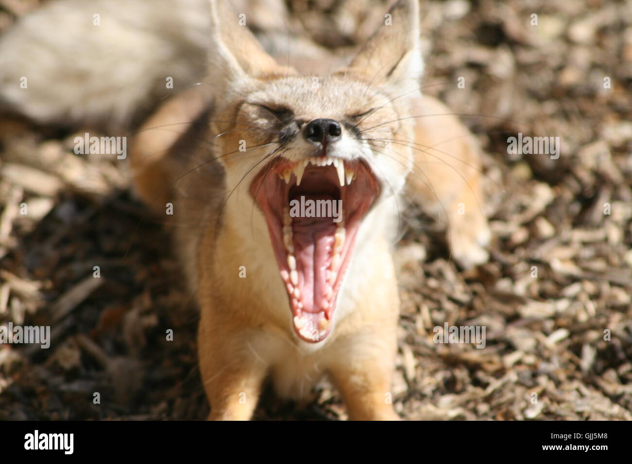 Tired fox hi-res stock photography and images - Alamy