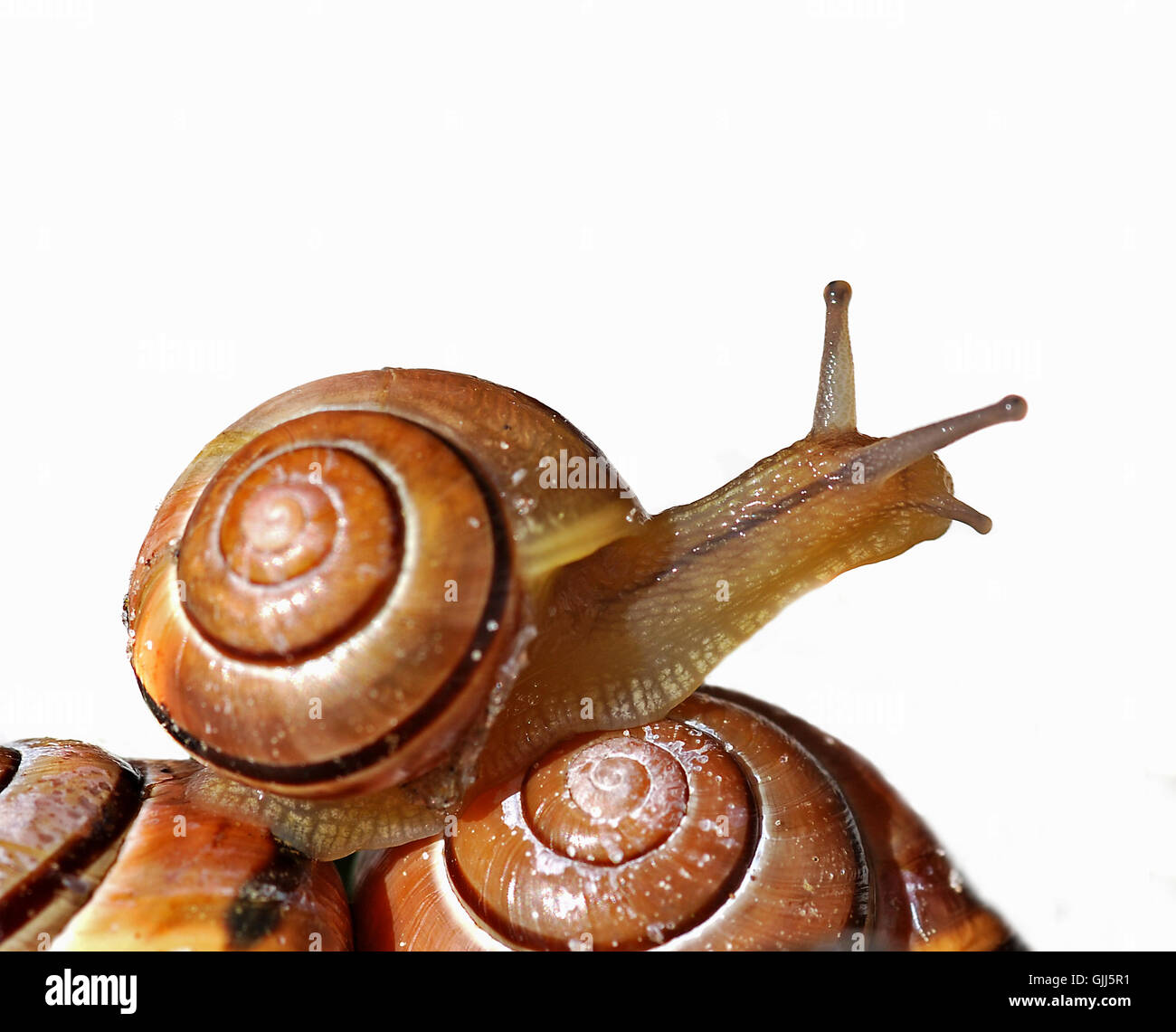 Slug and snail hi-res stock photography and images - Alamy