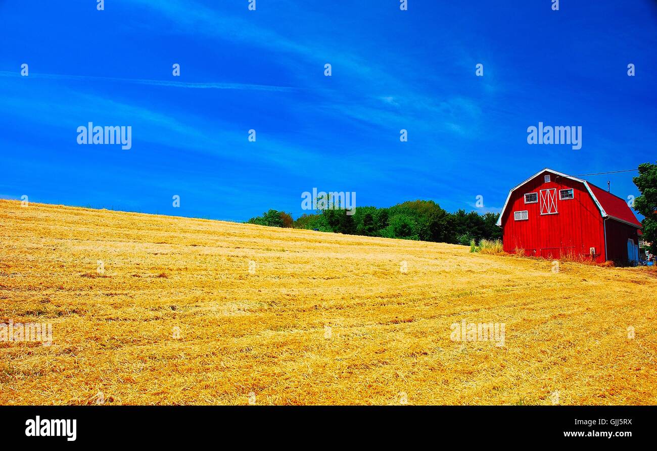 field wheat barn Stock Photo - Alamy