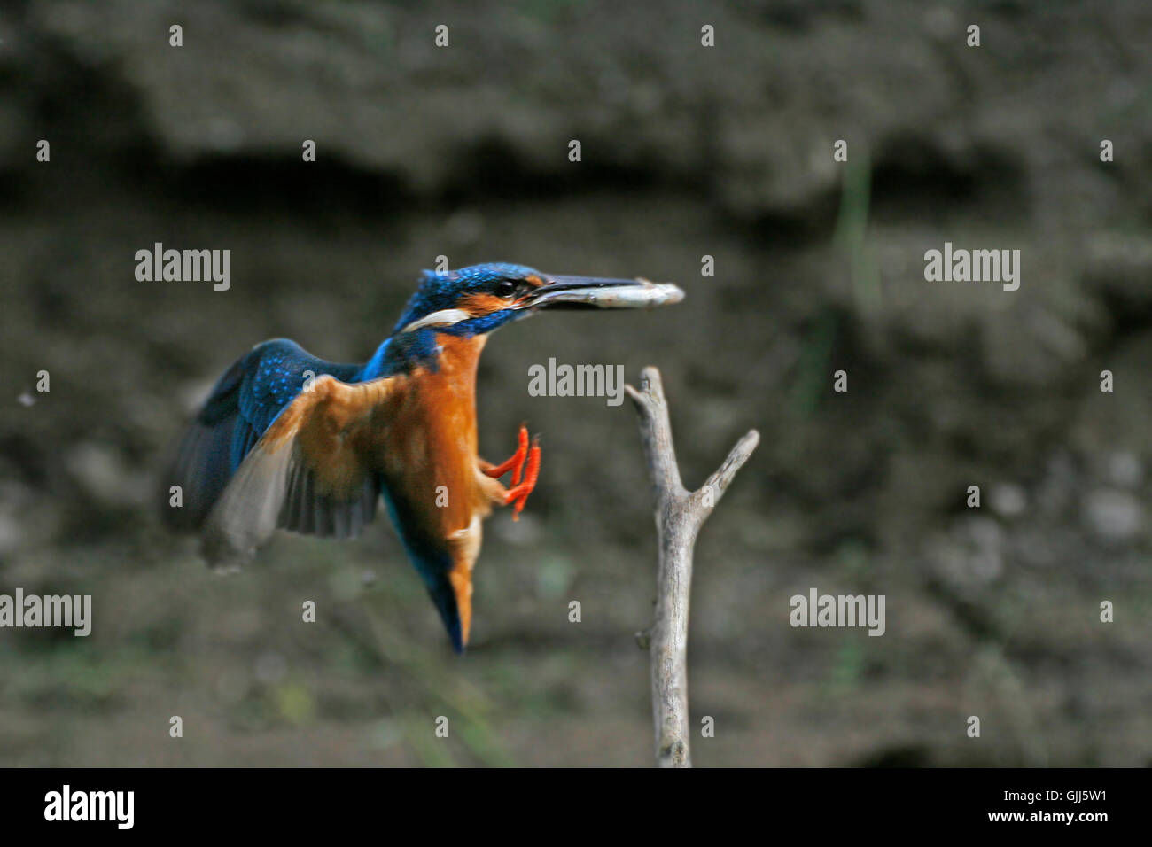 fodder fish branch Stock Photo - Alamy