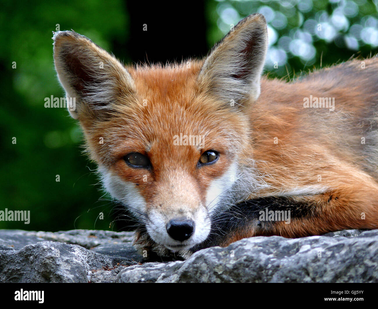 animal portrait ears Stock Photo - Alamy