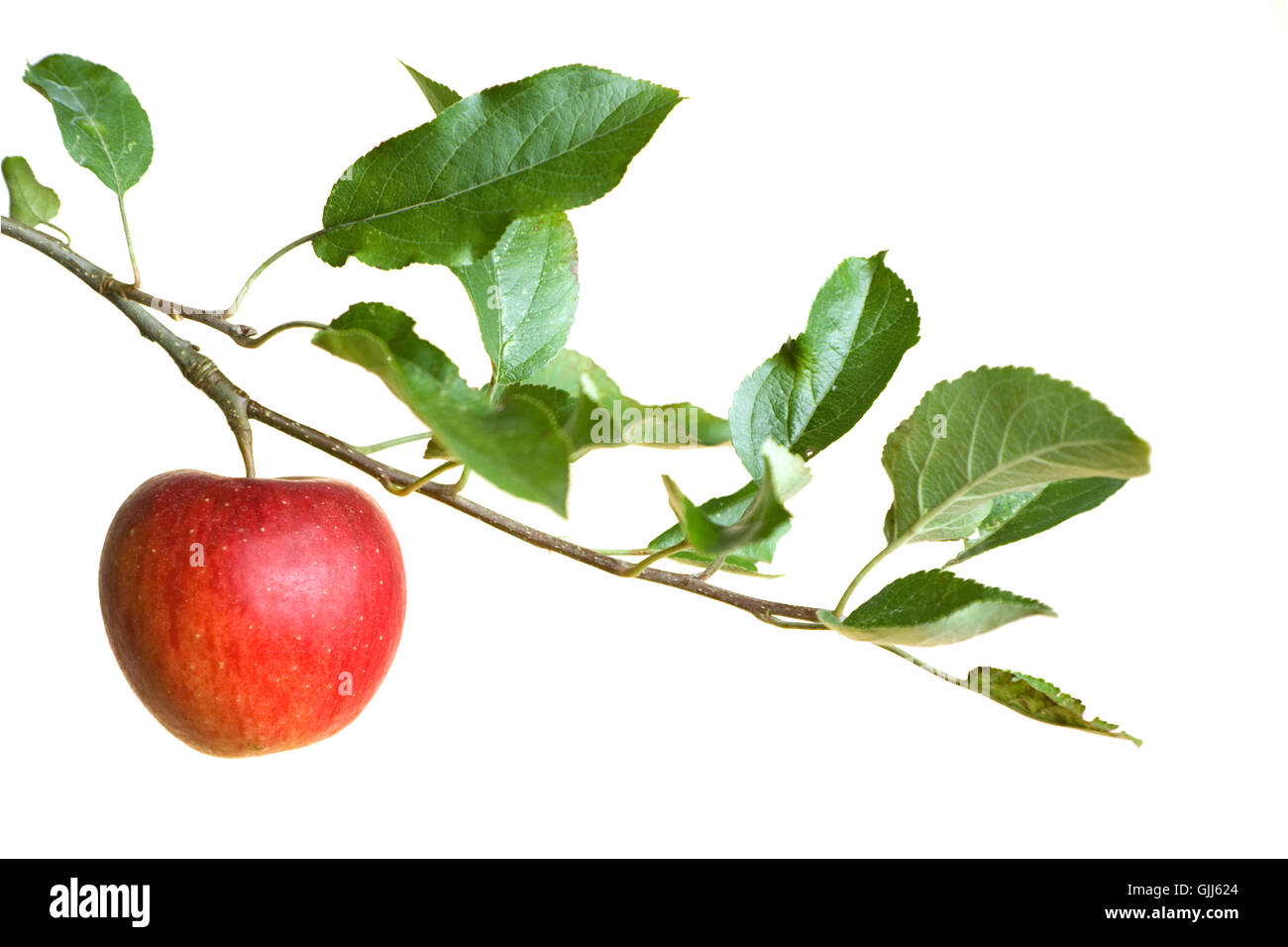 isolated tree backdrop Stock Photo - Alamy