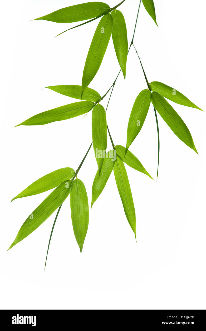 leaf isolated leaves Stock Photo - Alamy