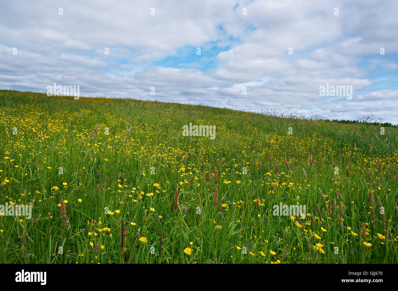 Russian spring meadow with flowers.Arkhangelsk region. Russian North ...