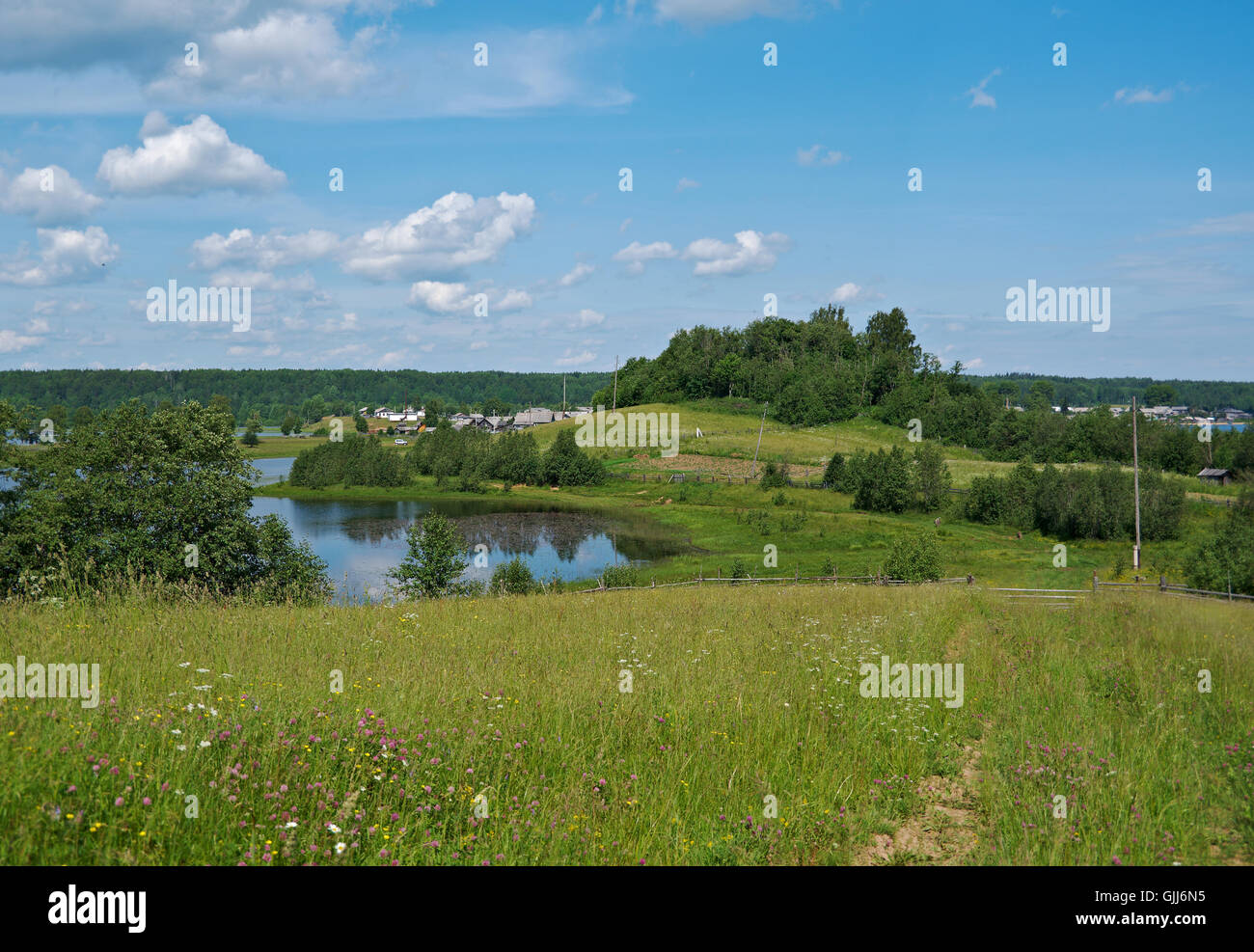 Russian summer meadow.Arkhangelsk region, Russia Stock Photo - Alamy