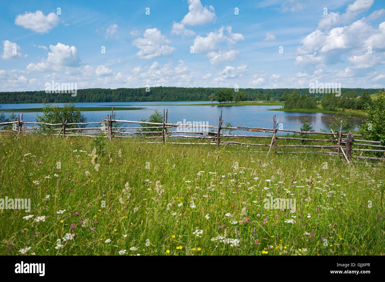 Russian summer meadow.Arkhangelsk region, Russia Stock Photo - Alamy