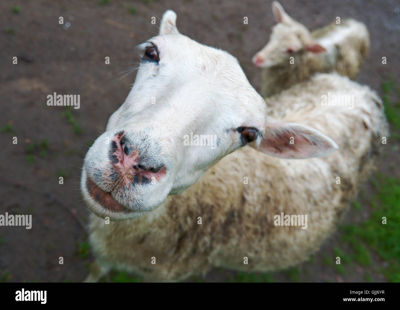 village sheep. Russian North Stock Photo - Alamy