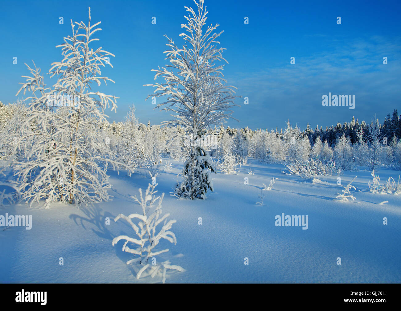 Winter landscape.snow-covered branches of trees and shrubs Stock Photo ...