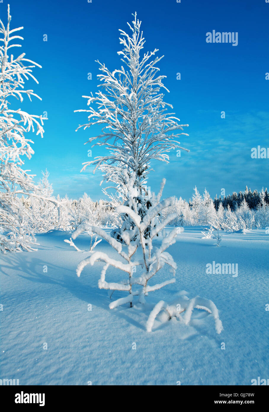 Winter landscape.snow-covered branches of trees and shrubs Stock Photo ...