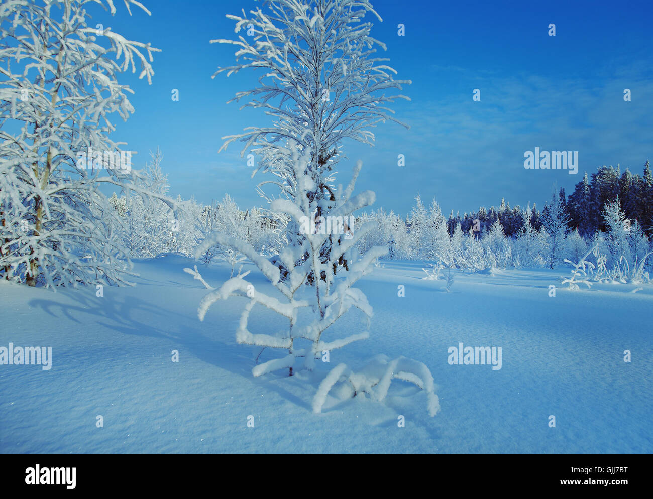 Winter landscape.snow-covered branches of trees and shrubs Stock Photo ...