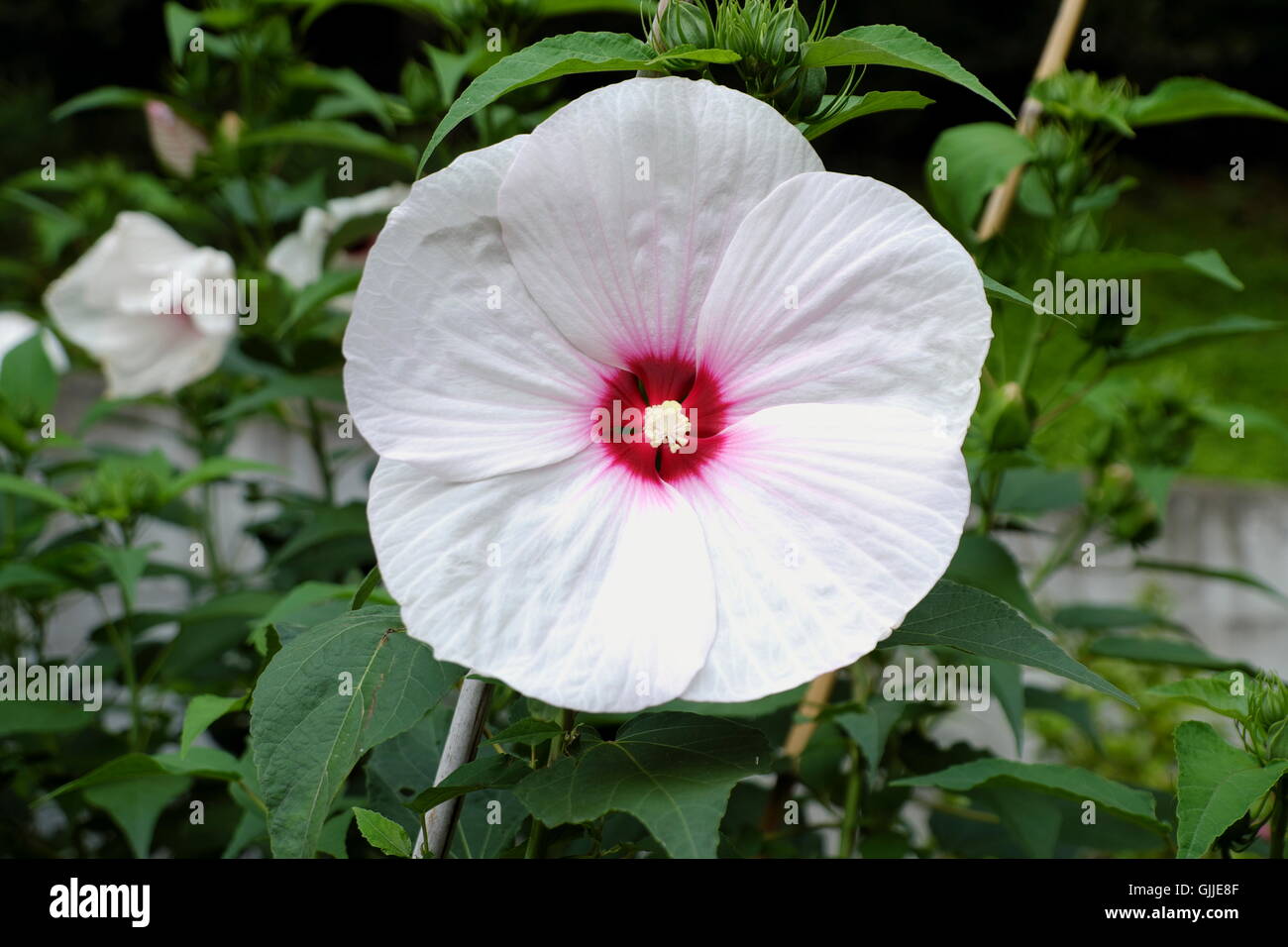 Malvaceae Hibiscus mutabilis. Close up of white hibiscus also known as ...