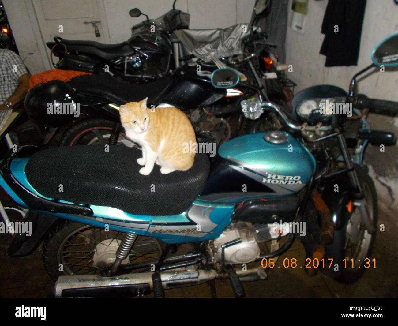 Stray cat photo hi-res stock photography and images - Alamy