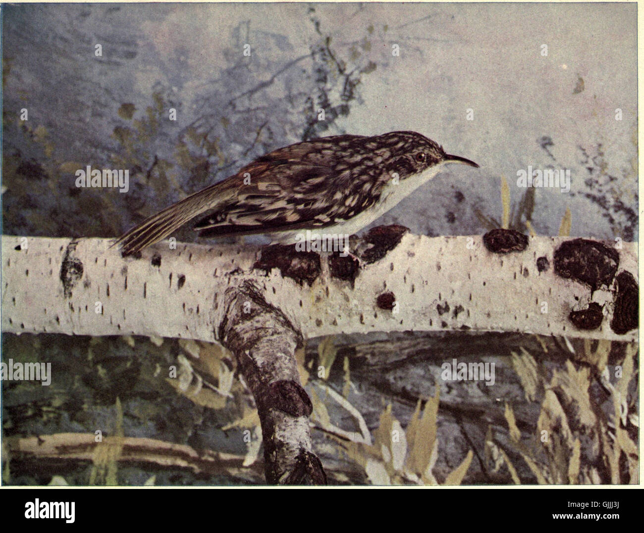 Birds Illustrated Brown Creeper Stock Photo - Alamy