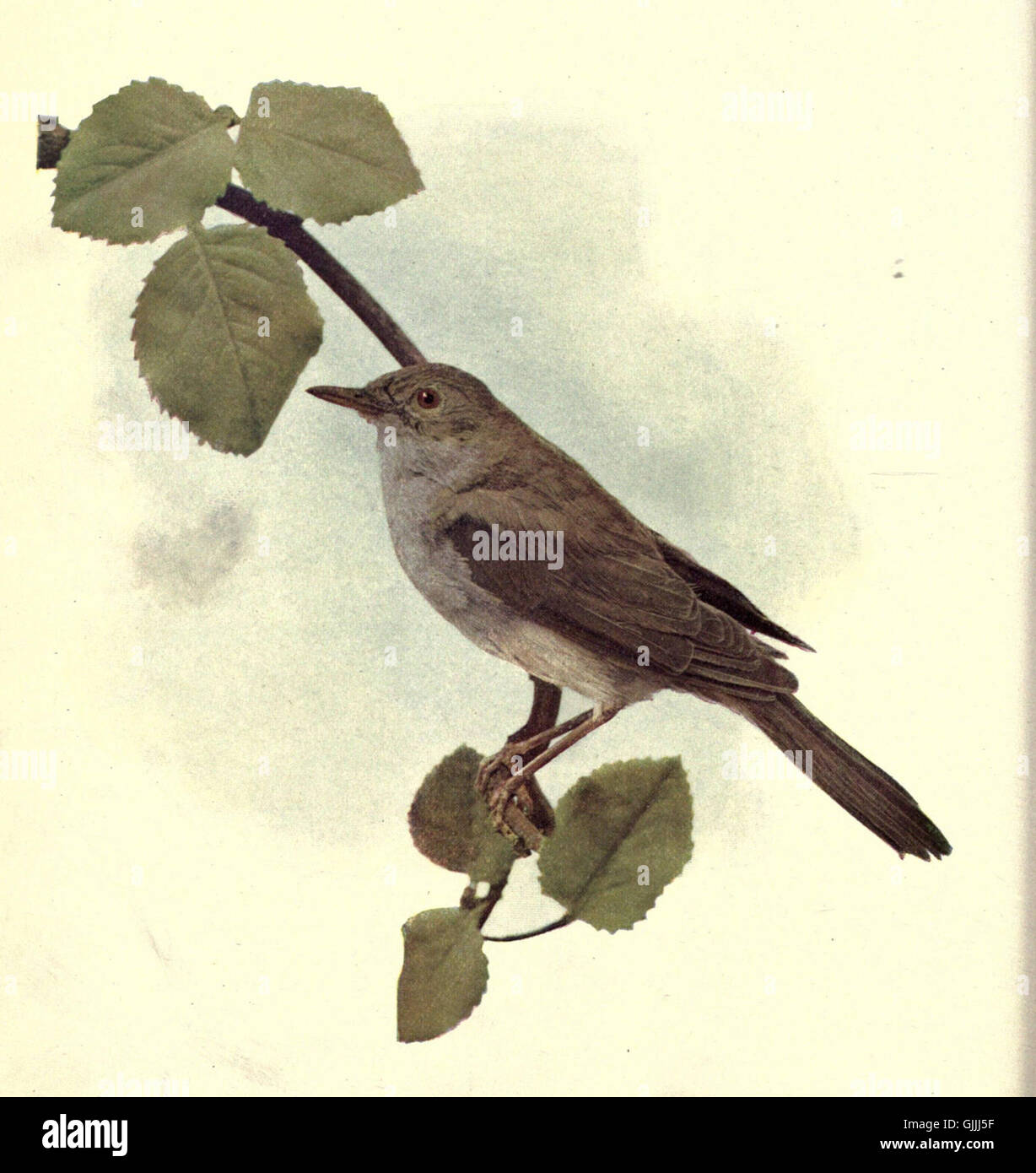 Birds Illustrated Nightingale Stock Photo - Alamy