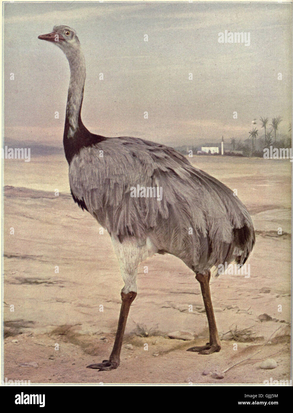 Birds Illustrated Rhea Stock Photo - Alamy