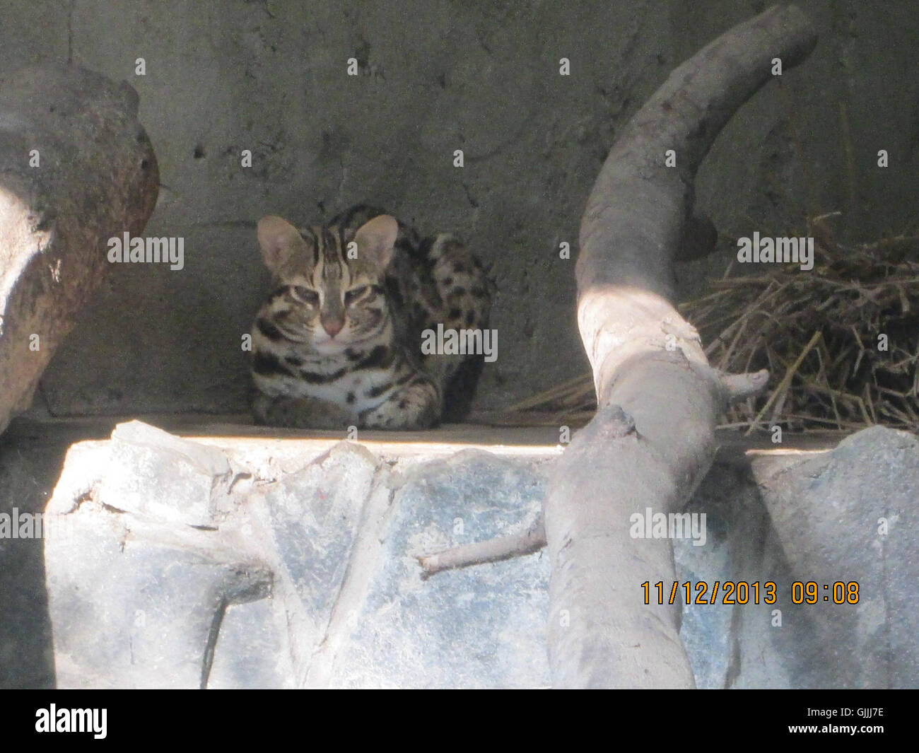 Clouded leopard cat hi-res stock photography and images - Alamy
