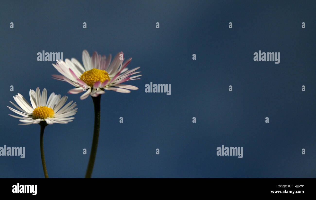 blue macro close-up Stock Photo - Alamy