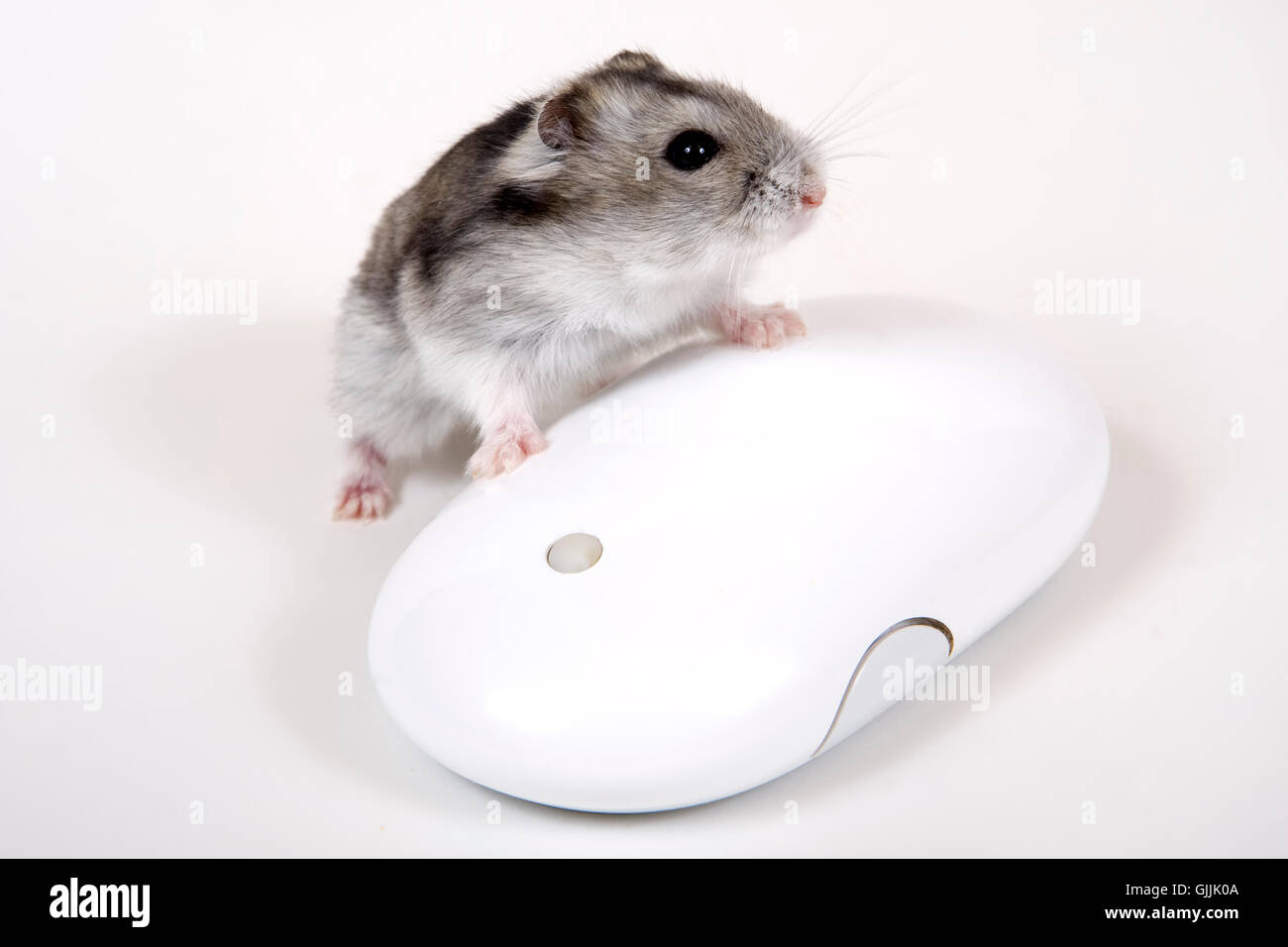 office animal rodent Stock Photo - Alamy