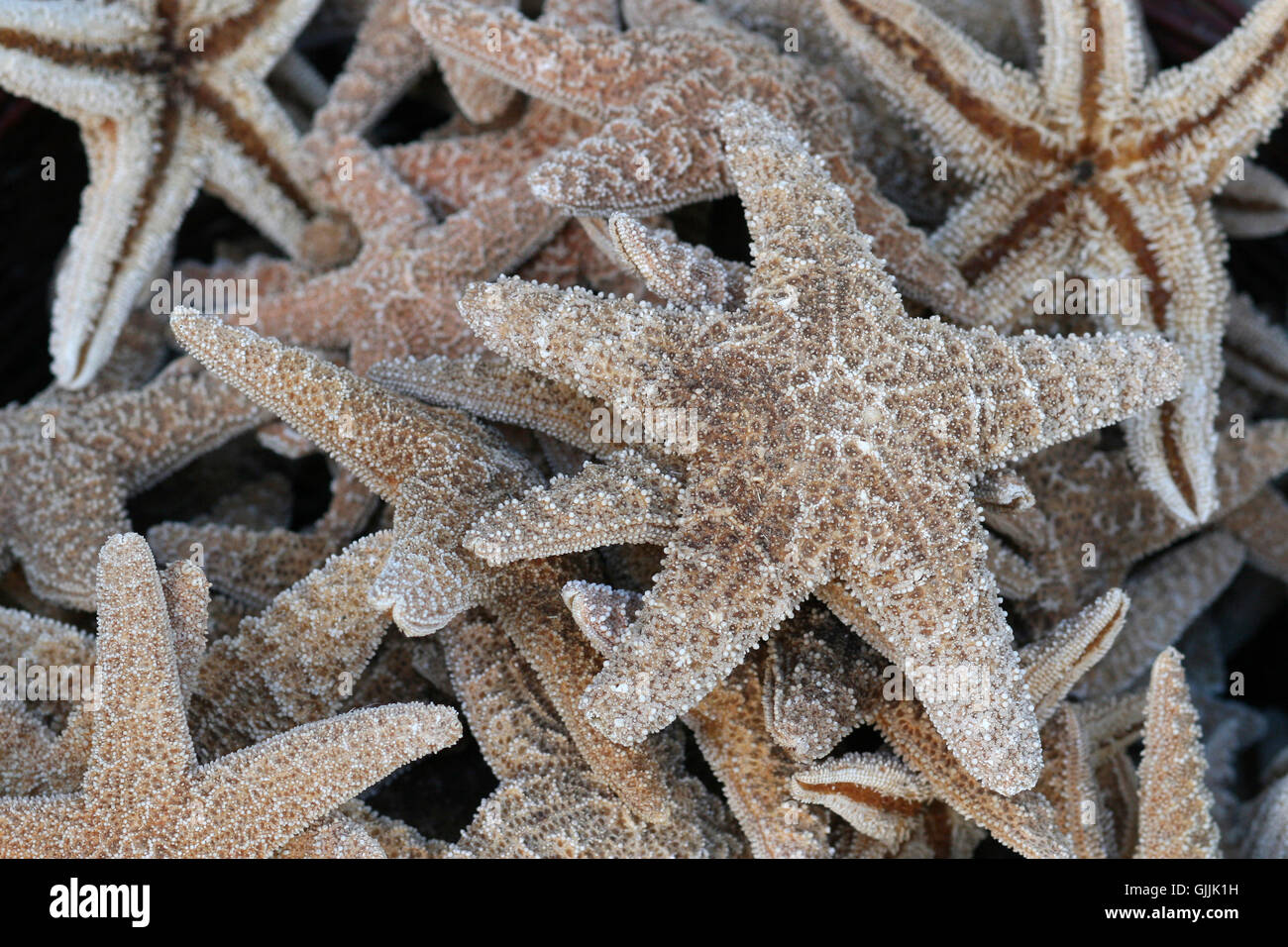 some several a few Stock Photo - Alamy