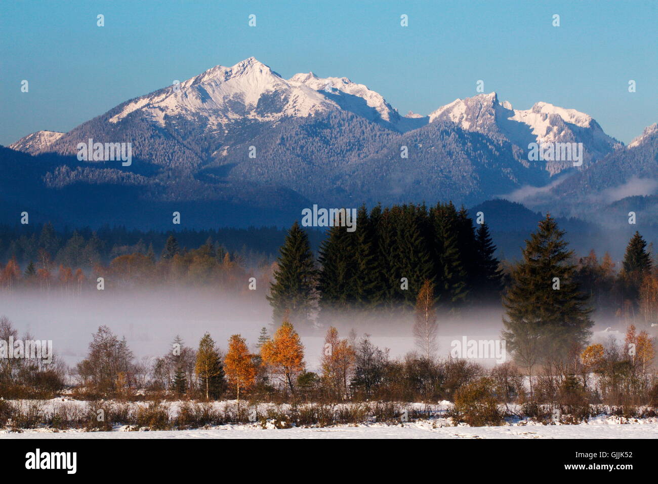 blue tree trees Stock Photo - Alamy