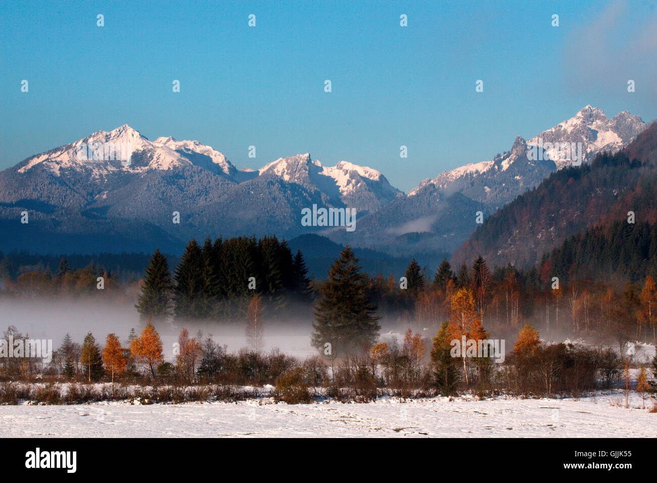 blue tree trees Stock Photo - Alamy