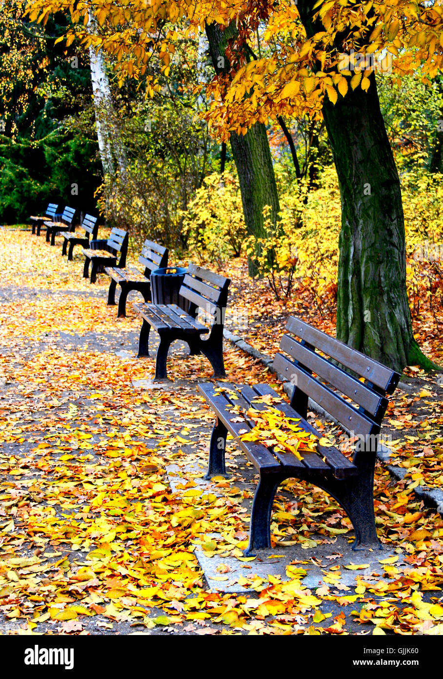 tree trees park Stock Photo - Alamy