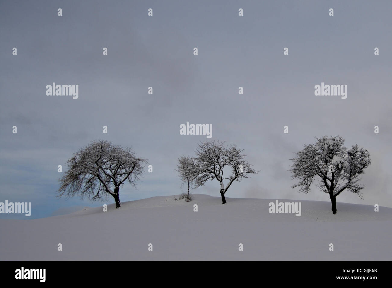 Trees winter hi-res stock photography and images - Alamy