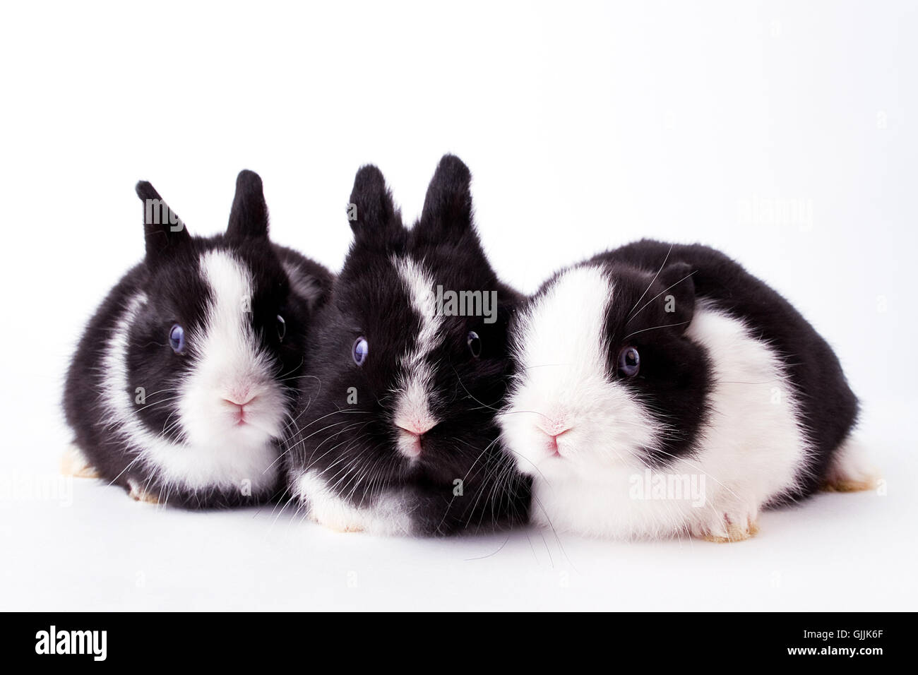 nibble animal animals Stock Photo - Alamy