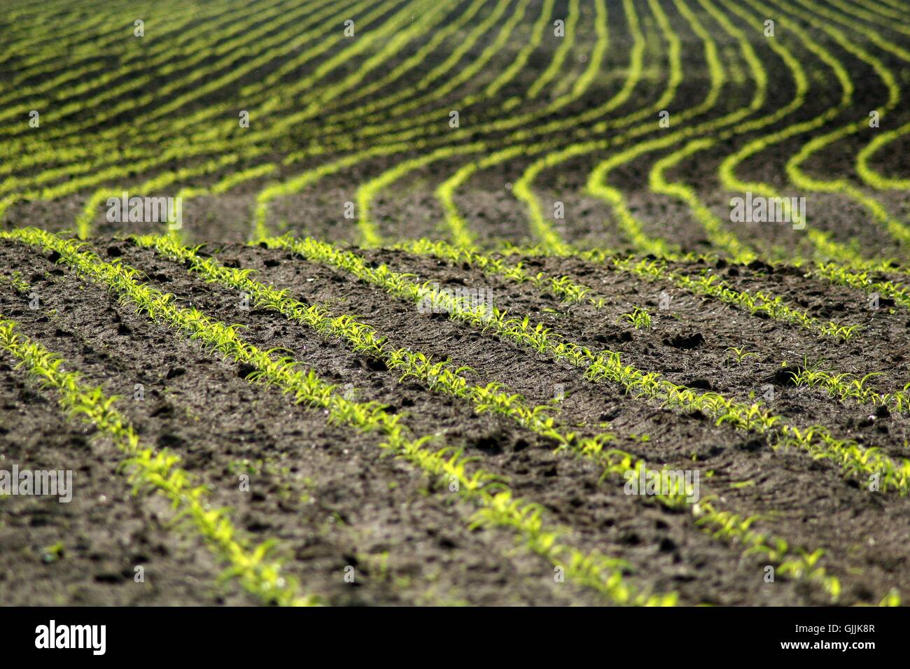 Light green band hi-res stock photography and images - Alamy