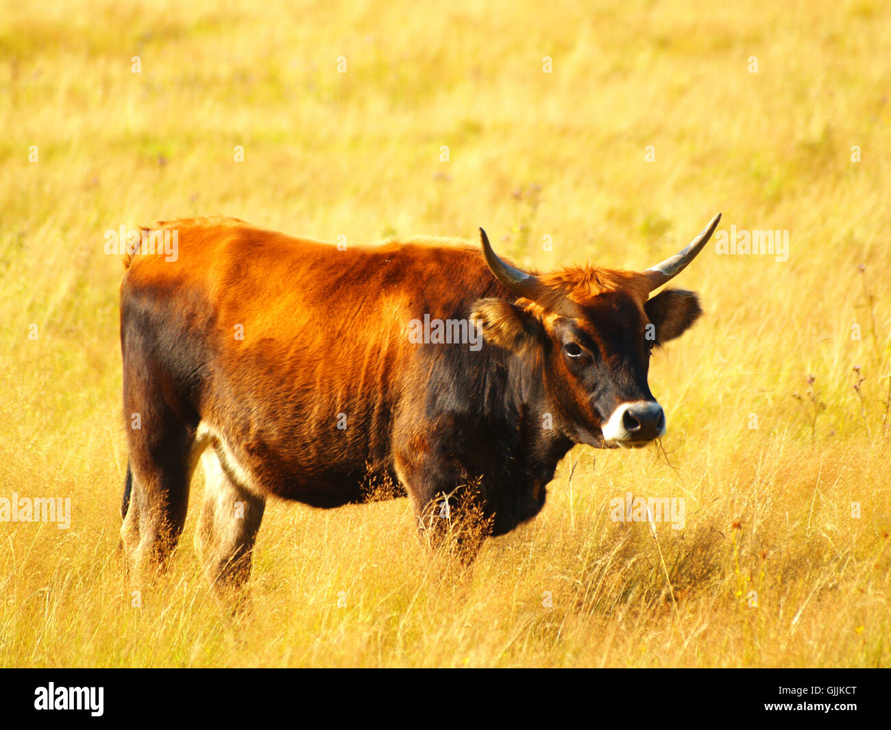 Agressive cow hi-res stock photography and images - Alamy