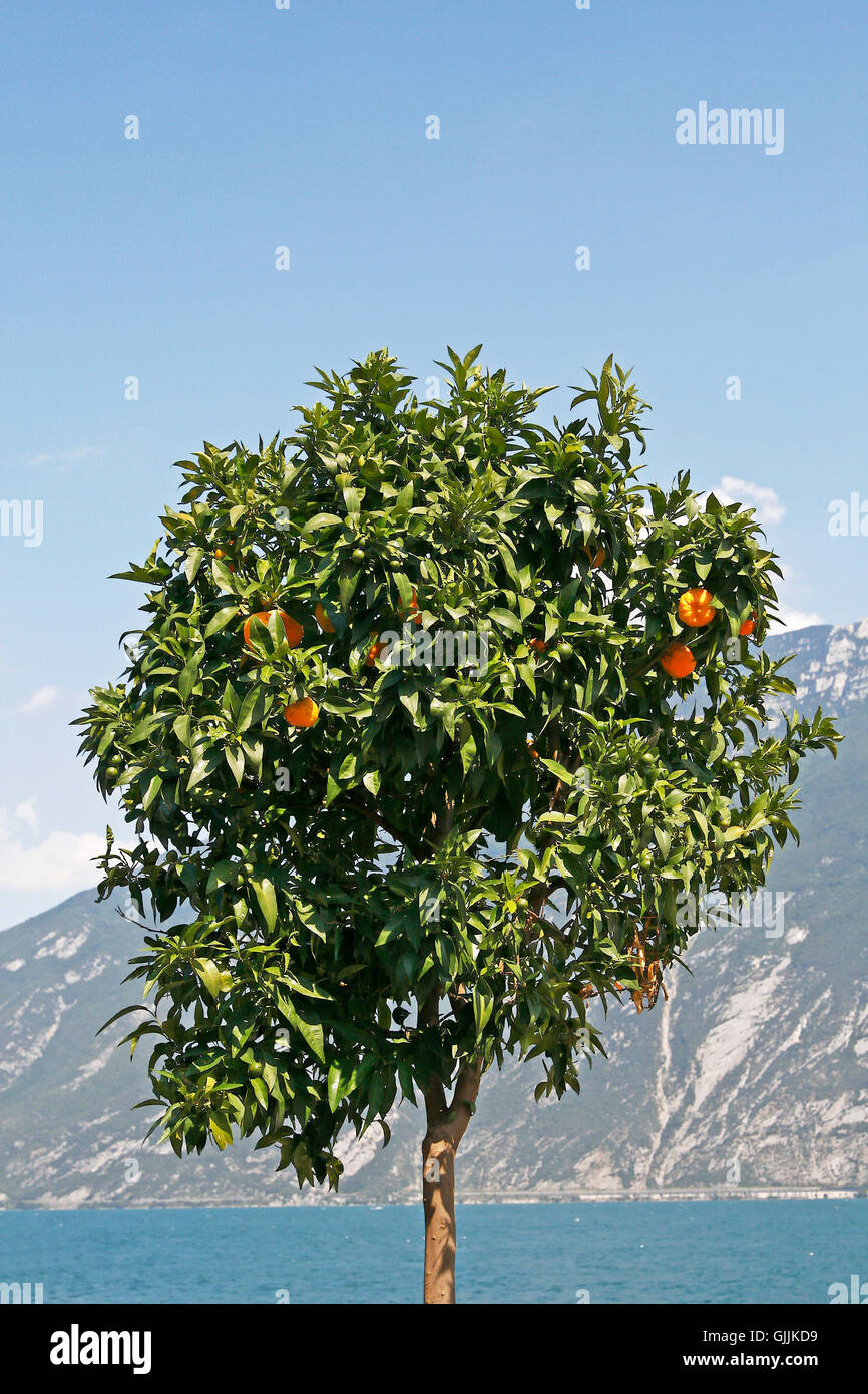 tree trees gardasee Stock Photo - Alamy