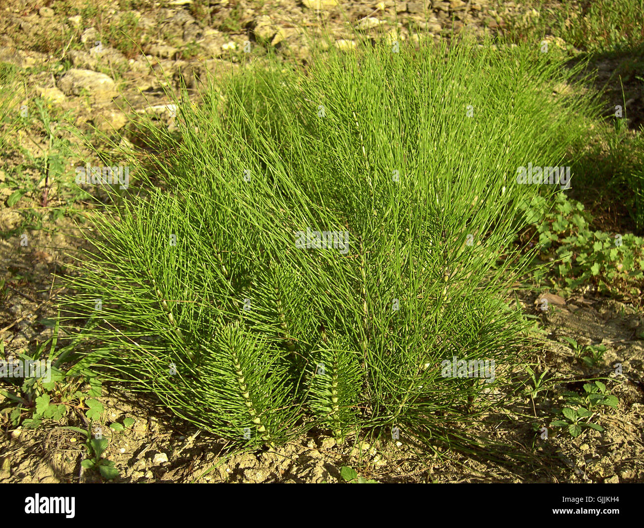 Horse tail weed hi-res stock photography and images - Alamy