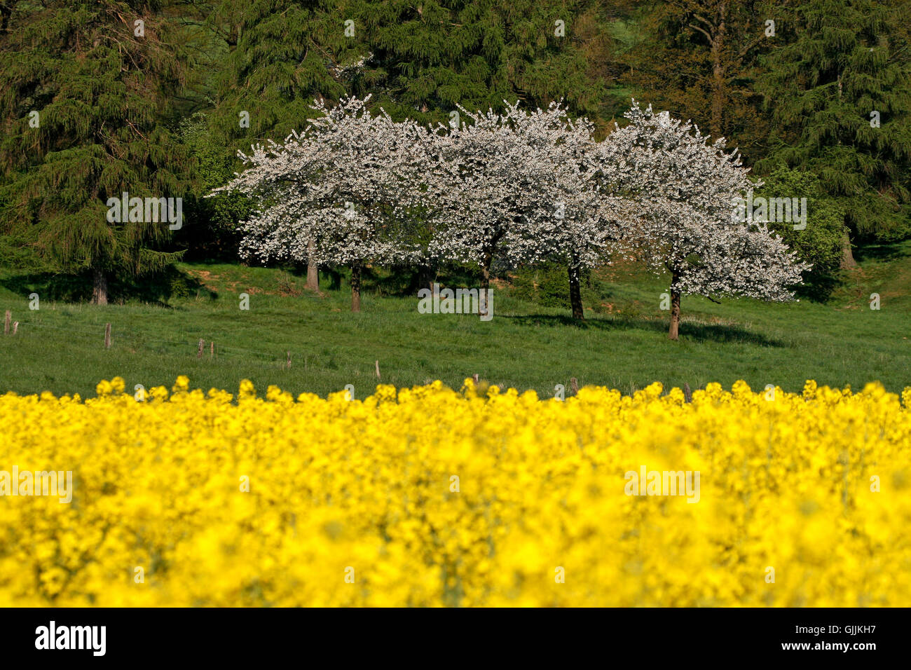 tree trees blank Stock Photo - Alamy