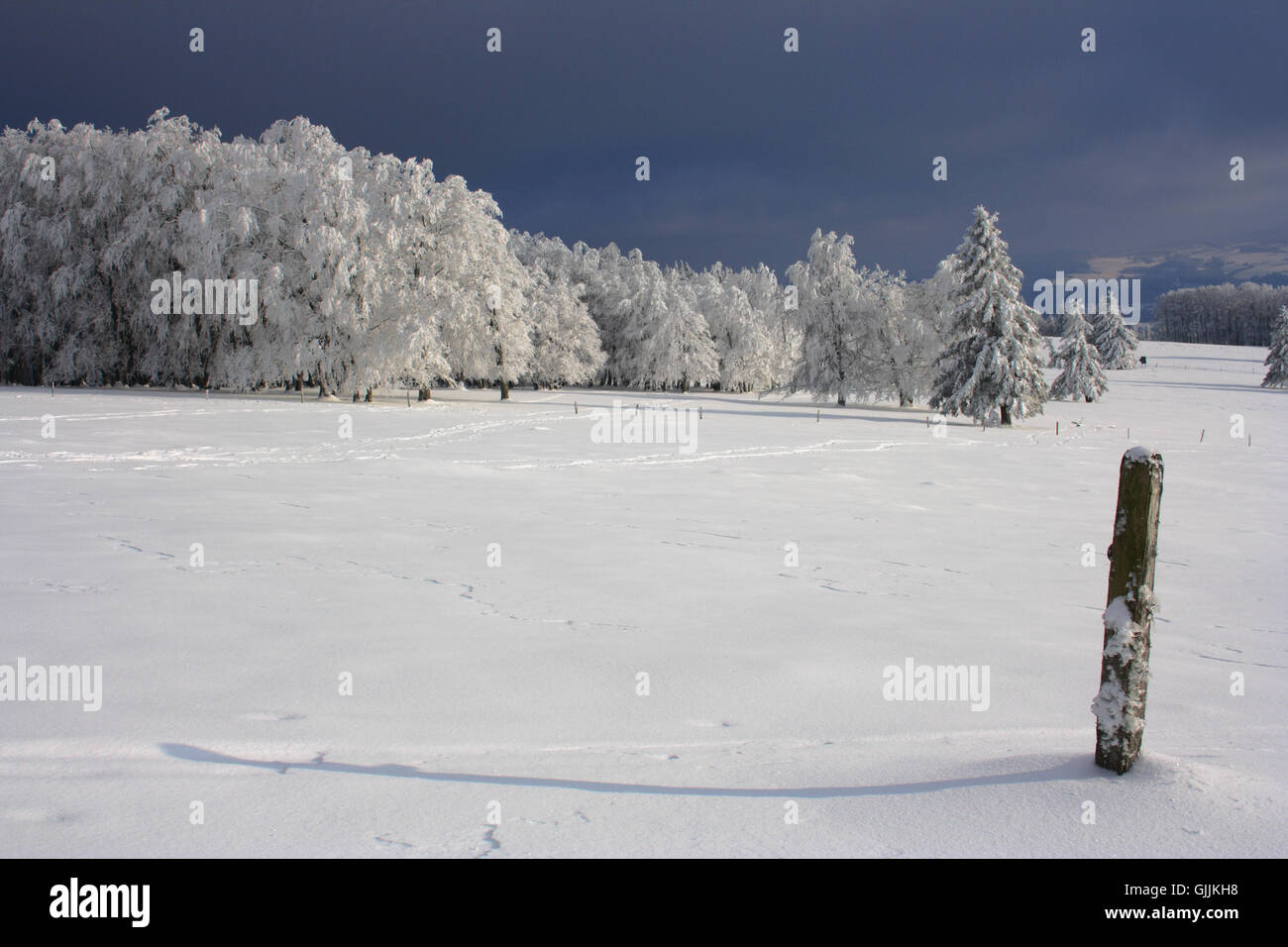 blue tree trees Stock Photo - Alamy