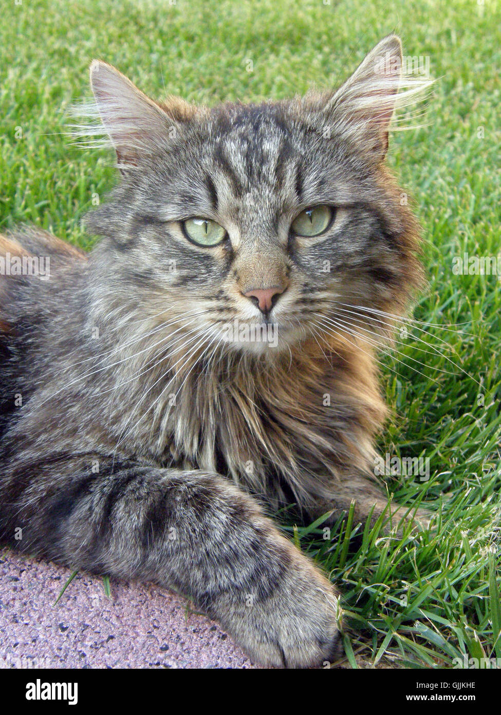 Animals fauna hi-res stock photography and images - Alamy