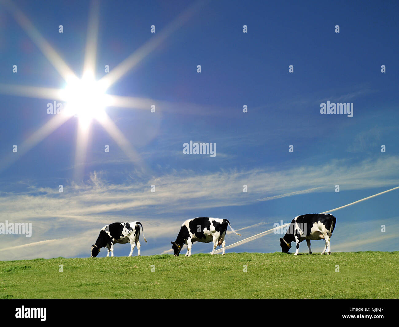 3 cows so close to heaven Stock Photo - Alamy