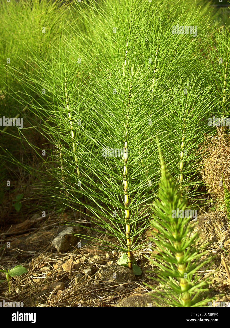 Horse tail weed hi-res stock photography and images - Alamy