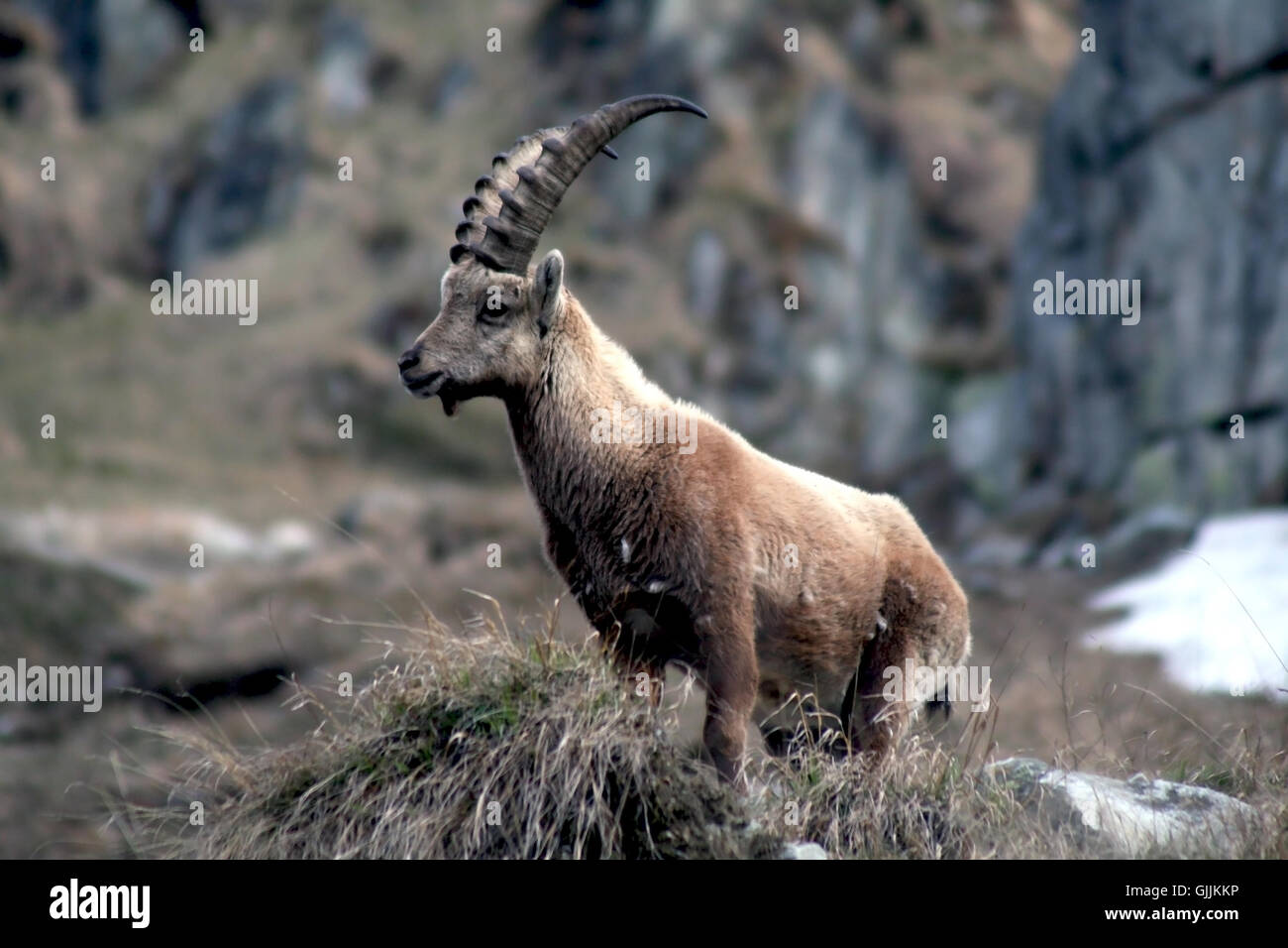 Stone age animal skin hi-res stock photography and images - Alamy