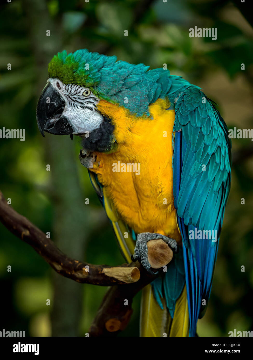 Macaw sitting on a tree limb Stock Photo - Alamy